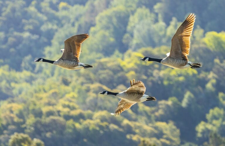 Steps for Ensuring a Smooth Data Migration - Honeycrisp Steps for Ensuring a Smooth Data Migration - Honeycrisp