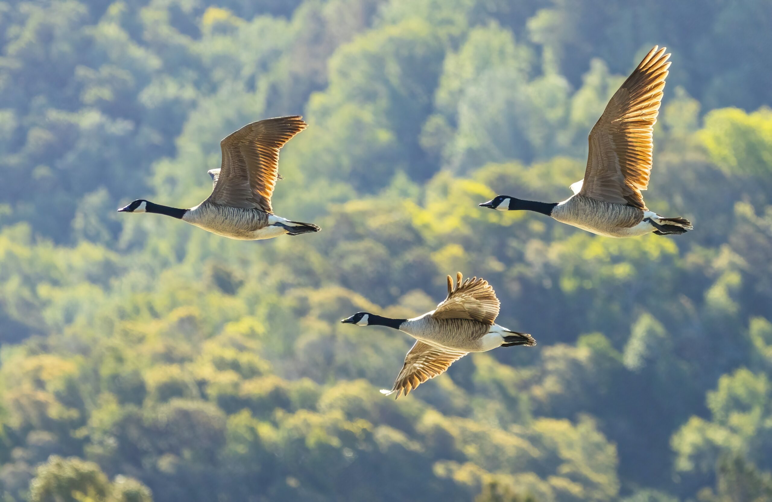 Steps for Ensuring a Smooth Data Migration - Honeycrisp